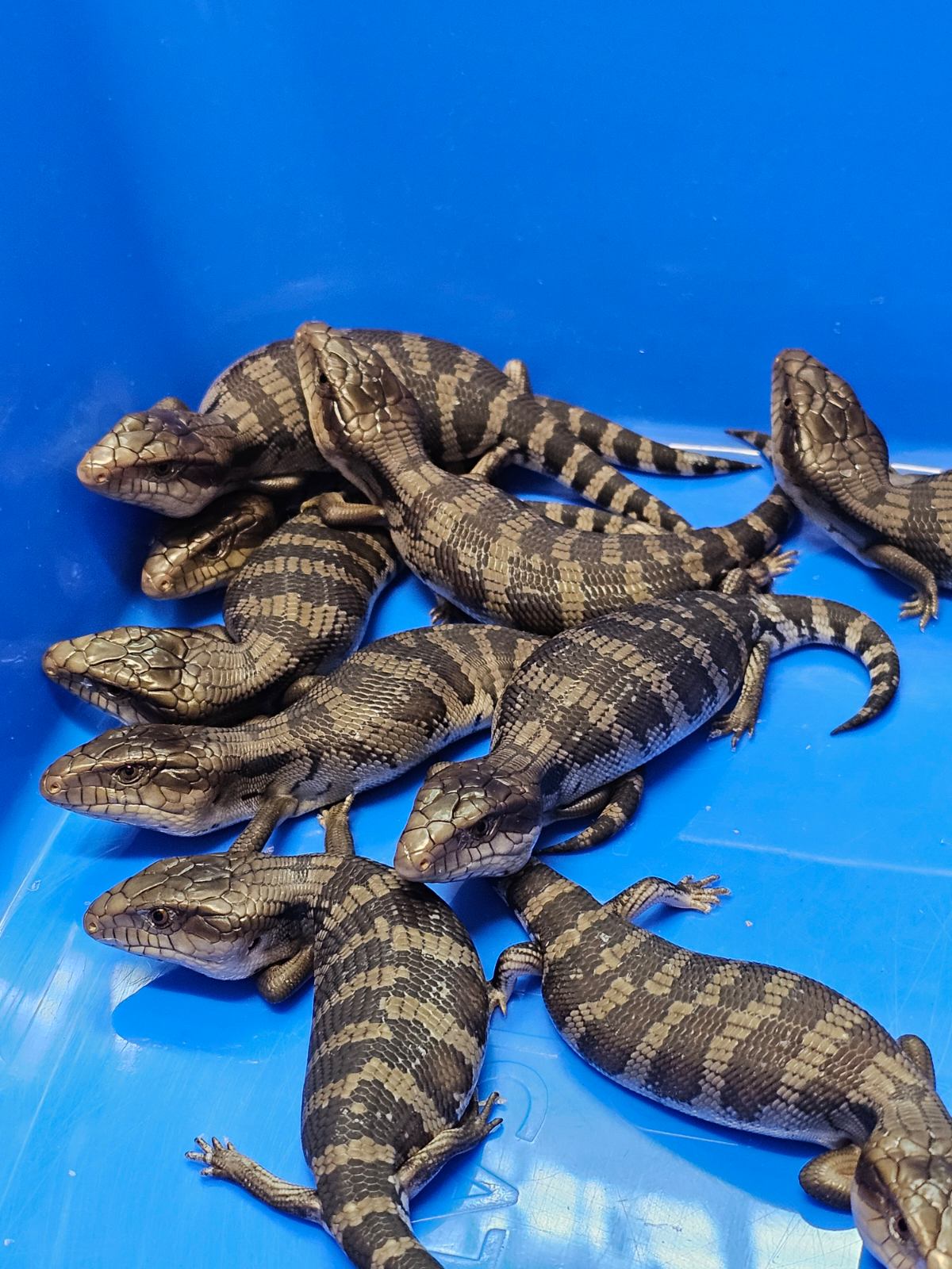 Blue Tongue lizard multiplies after treatment for dog bite in Plympton ...