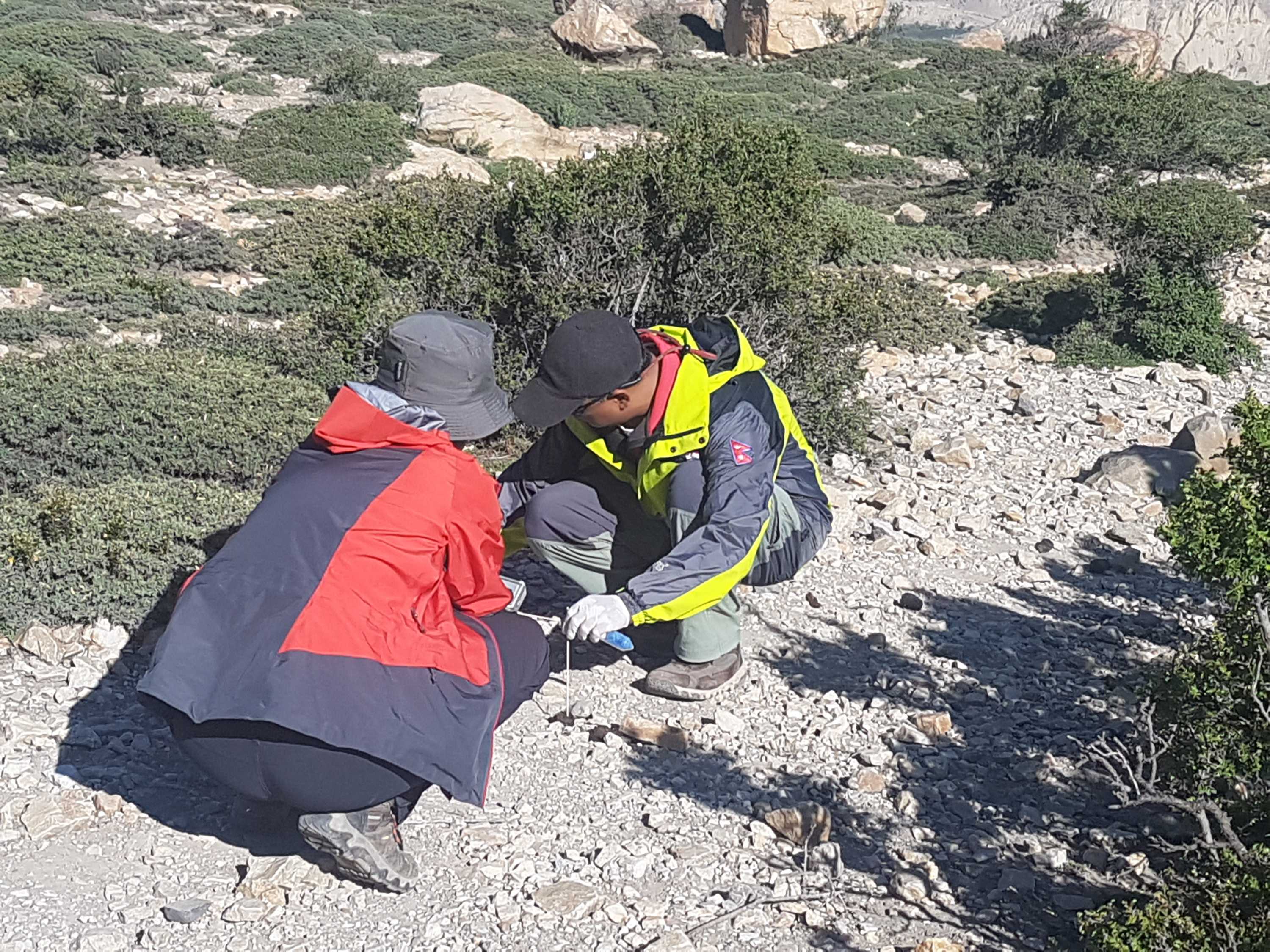 Snow leopard DNA test uses animal's own poo to solve conservation ...