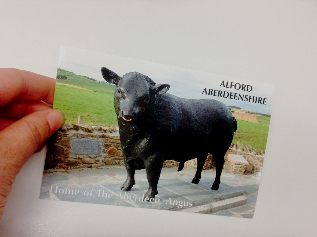 DNA testing to authenticate Angus beef in the birthplace of the breed ...