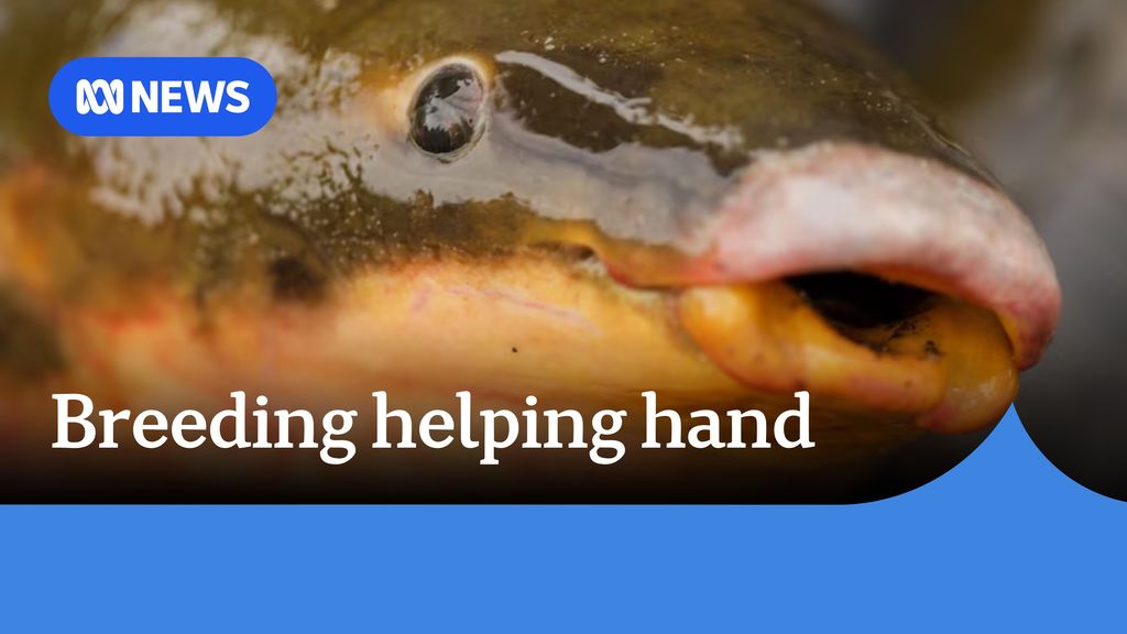 Hollowed out logs helping Mary River Cod during breeding season - ABC News