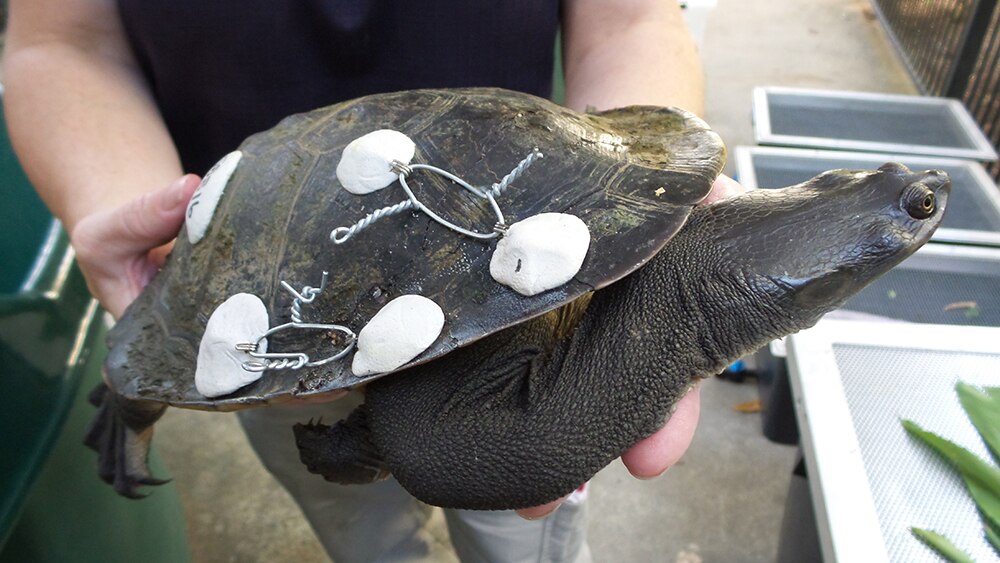 Turtle triage gets shell-shocked reptiles back on their feet after ...