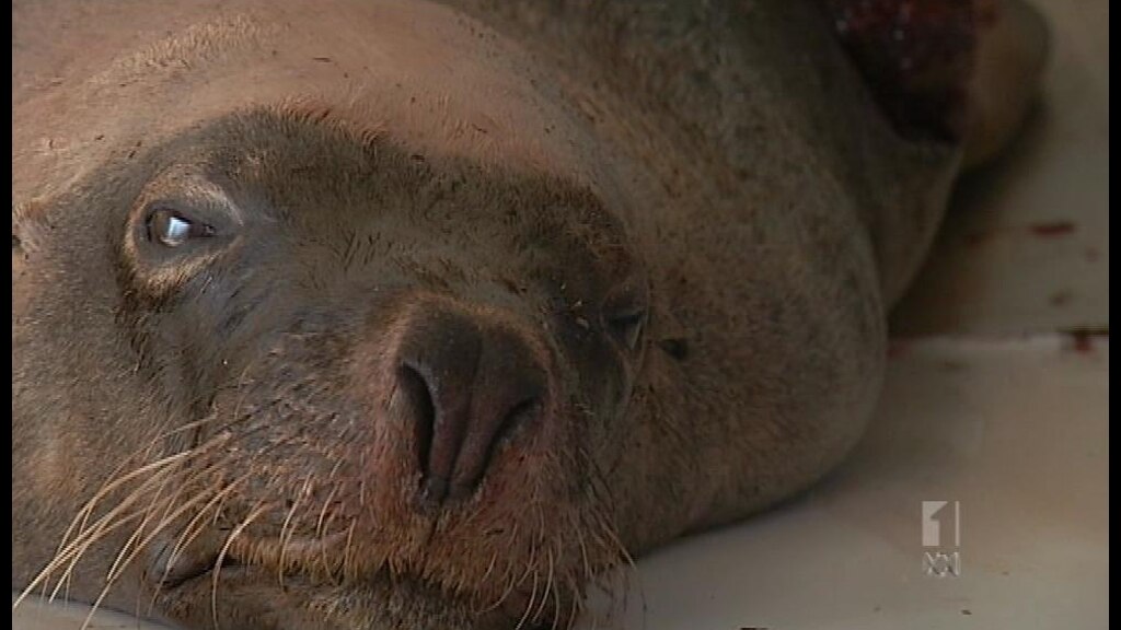 Carpenter Rocks - 5291 - Location - ABC News