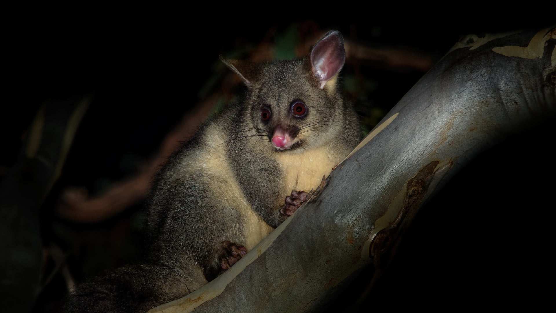 Curious Kids: If trees are cut down in the city, where will possums ...