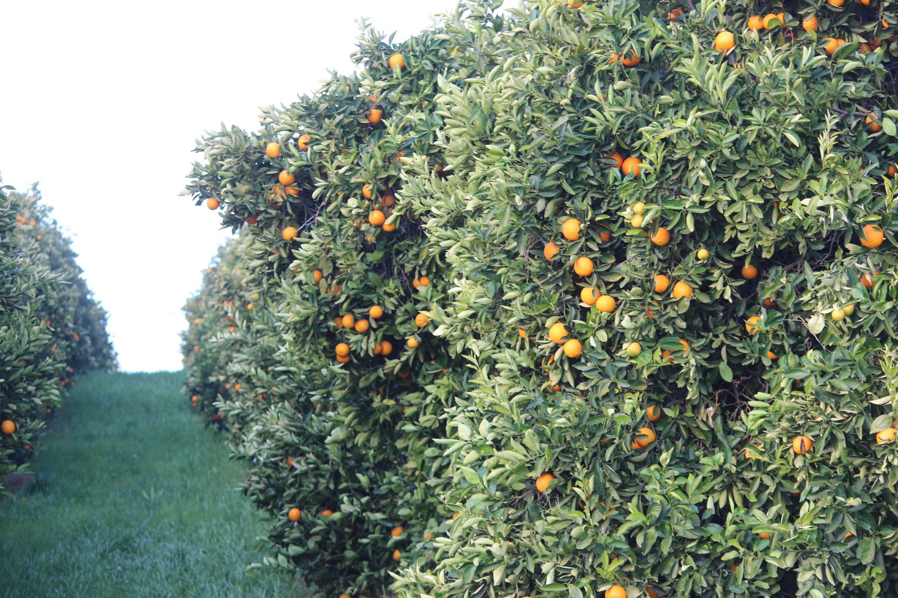 Growers optimistic as Riverland citrus harvest hits peak production ...