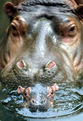 Congo hippos on verge of extinction - ABC News