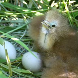 Australia's mythical bunyip unmasked - ABC Radio National