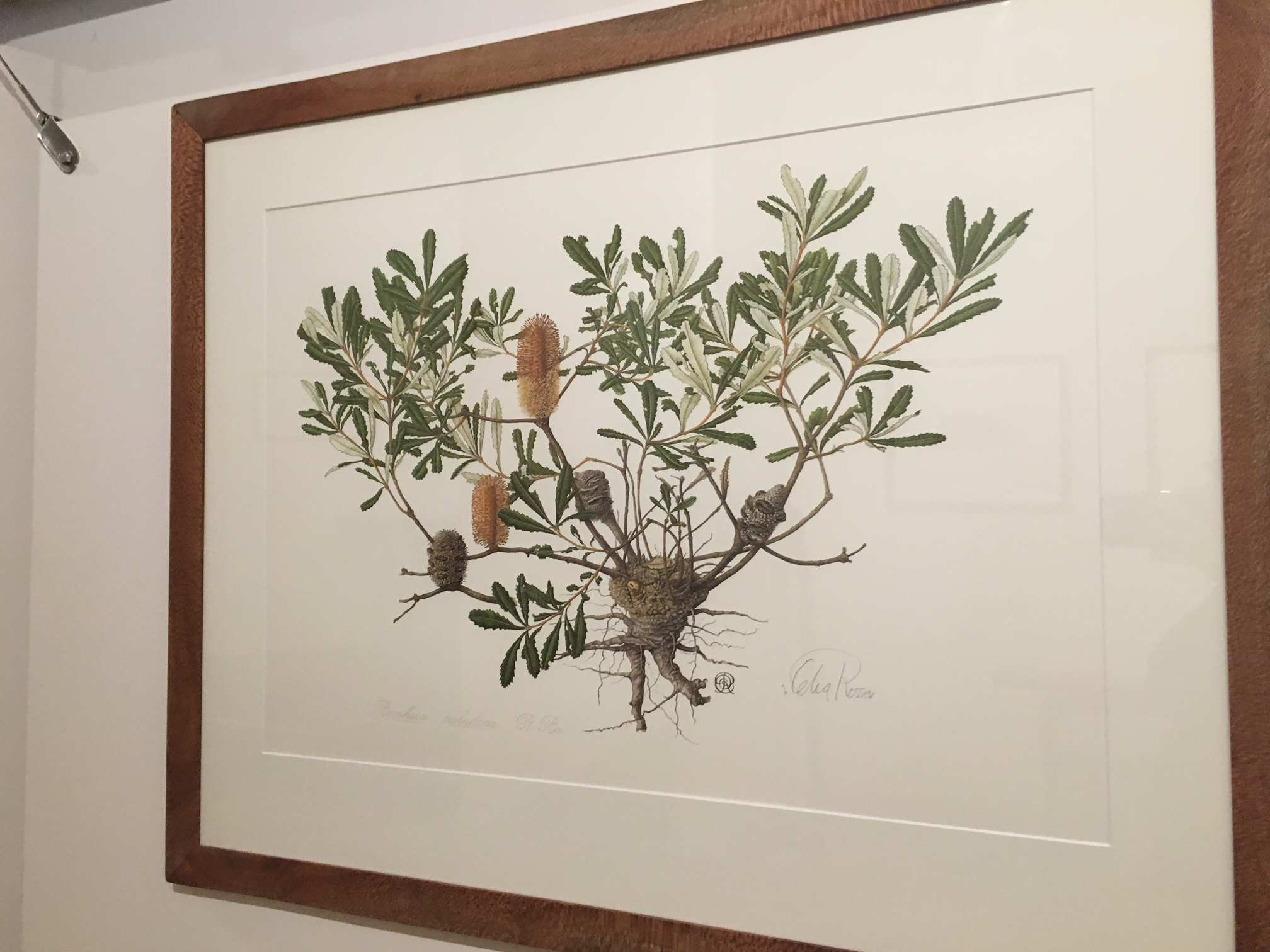 World-renowned botanical artist Celia Rosser reflects on banksia ...
