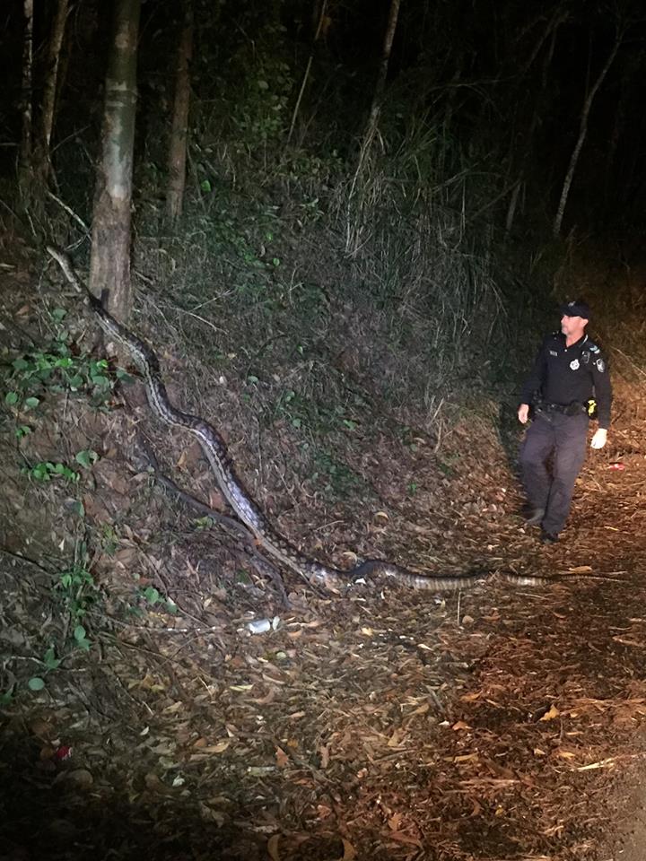 Massive scrub python blocks Queensland road, finds fame on QPS Facebook ...