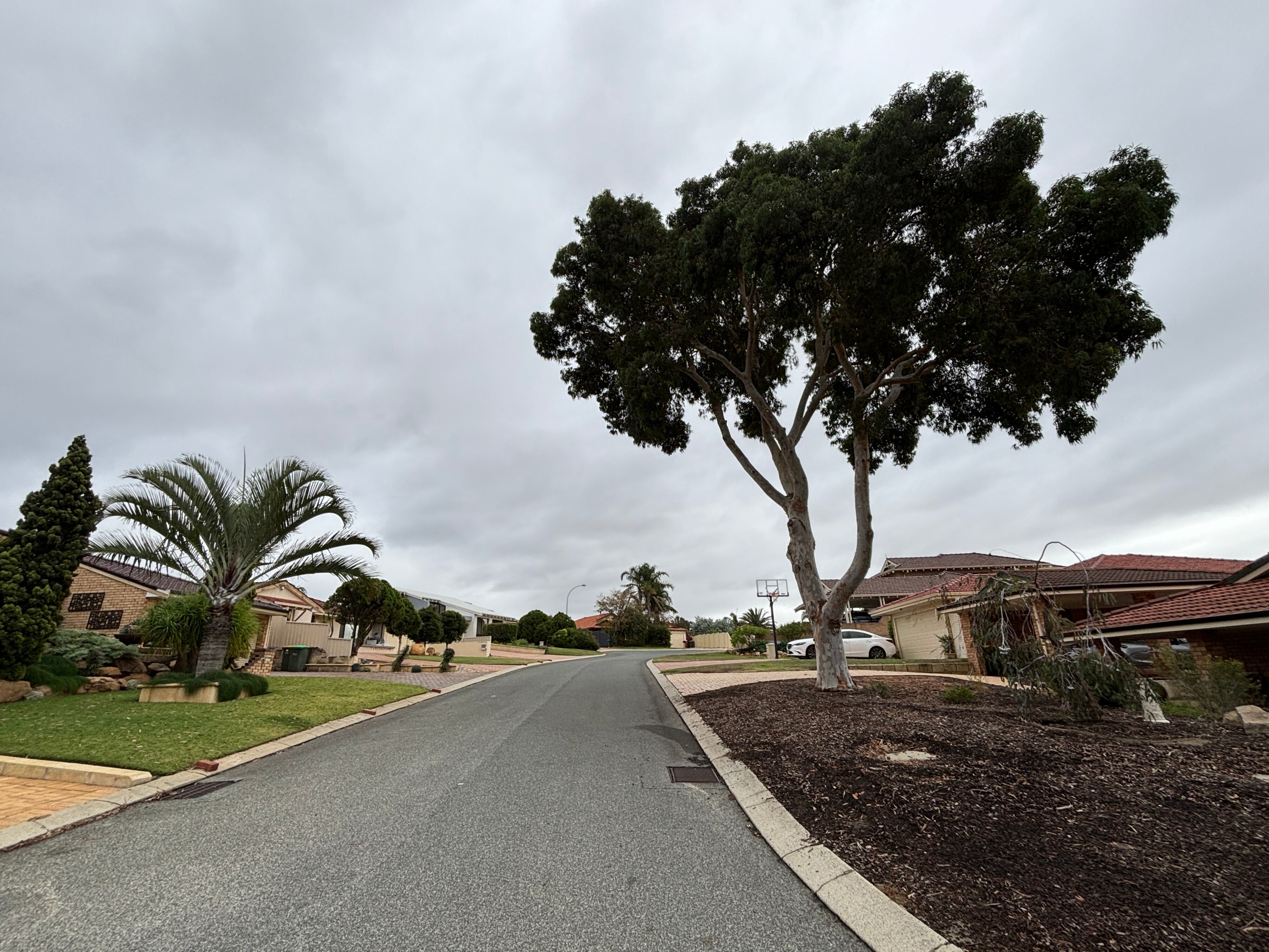 Group launch petition to save the 'last street tree' on a Perth ...