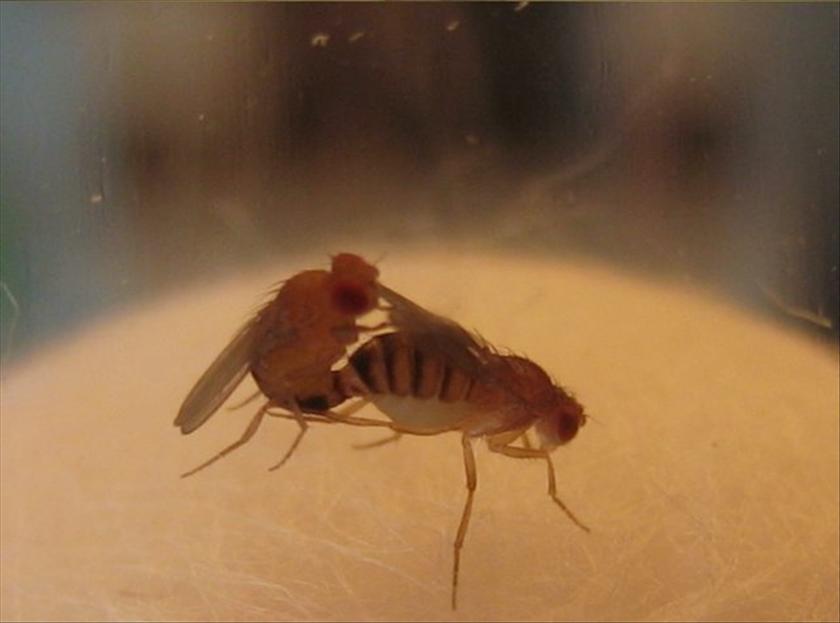 Fruit flies clue to treating ADHD - ABC News