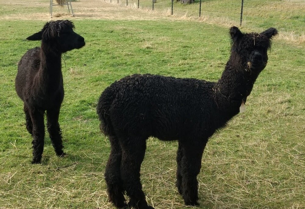 Choice to breed black alpacas proving a winner - ABC listen