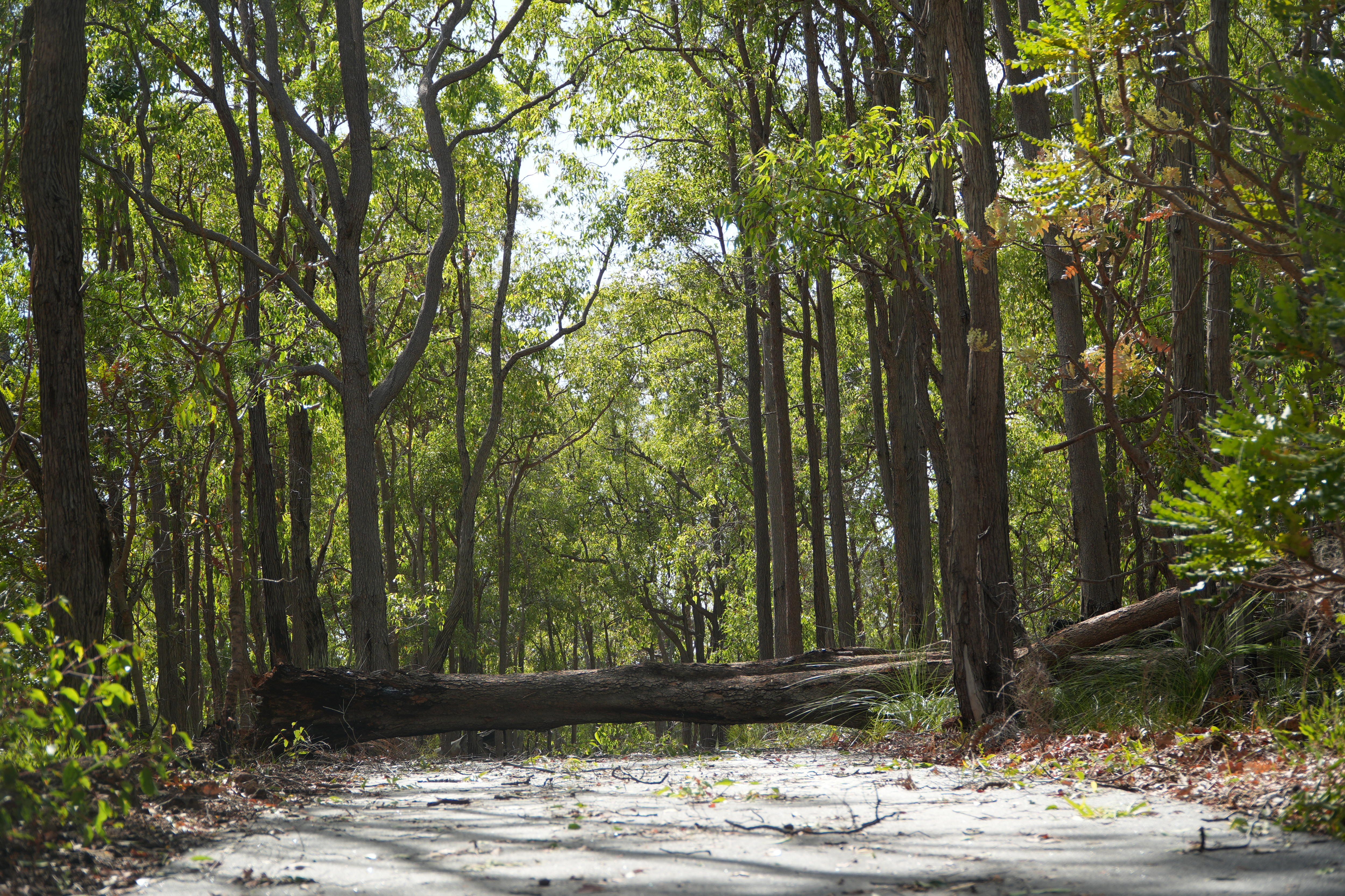 Perth Hills storm that damaged homes was 'microburst', not tornado, BOM ...