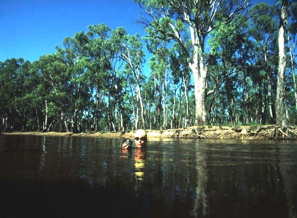 Murray River flows at record low - ABC News