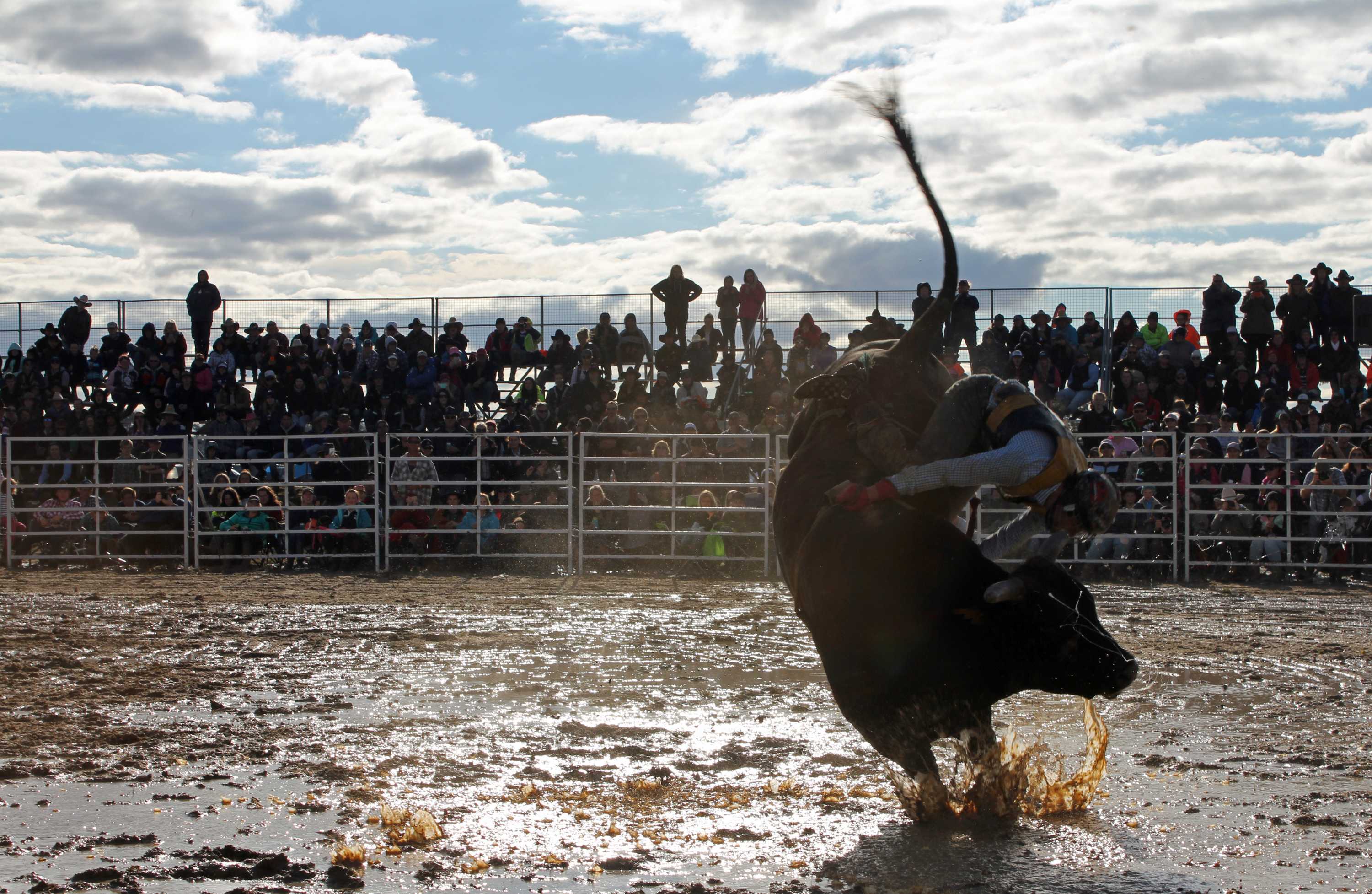 Big crowd turns out in utes and blue singlets for muddy muster in ...