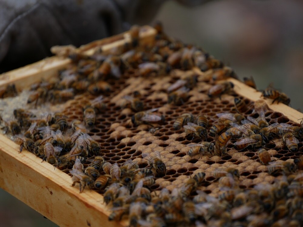 How Top End bees keep warm - ABC listen