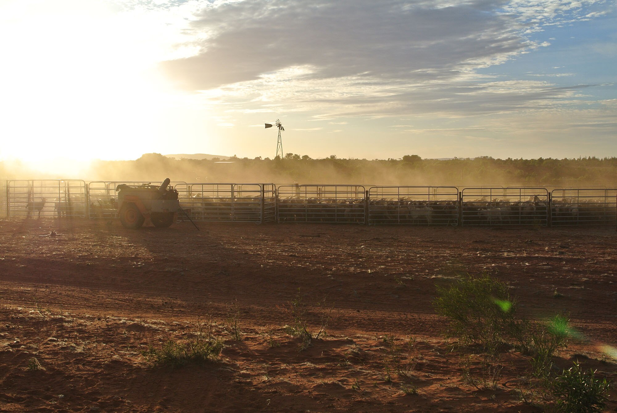 The lucrative business of mustering feral goats - ABC News