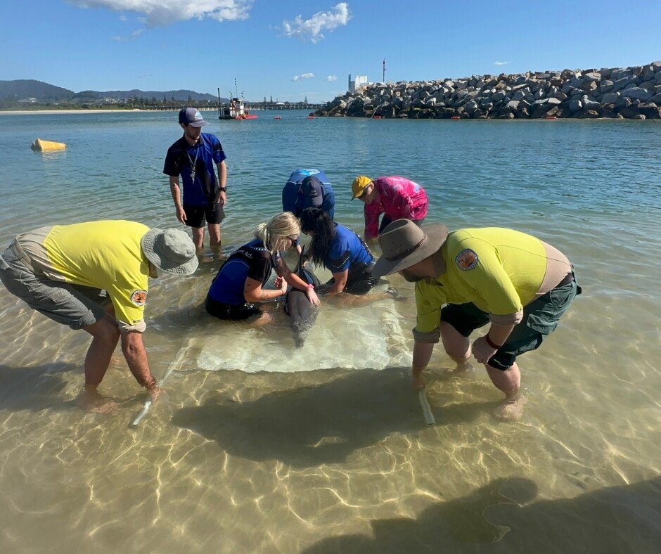 Stranded dolphin rescued from Coffs Harbour Marina by wildlife groups - ABC News