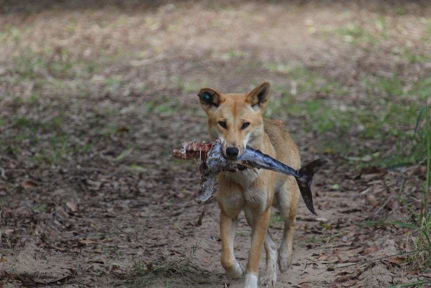 K'gari dingo population healthy and fed despite public concerns ... K'gari dingo population healthy and fed despite public concerns ...