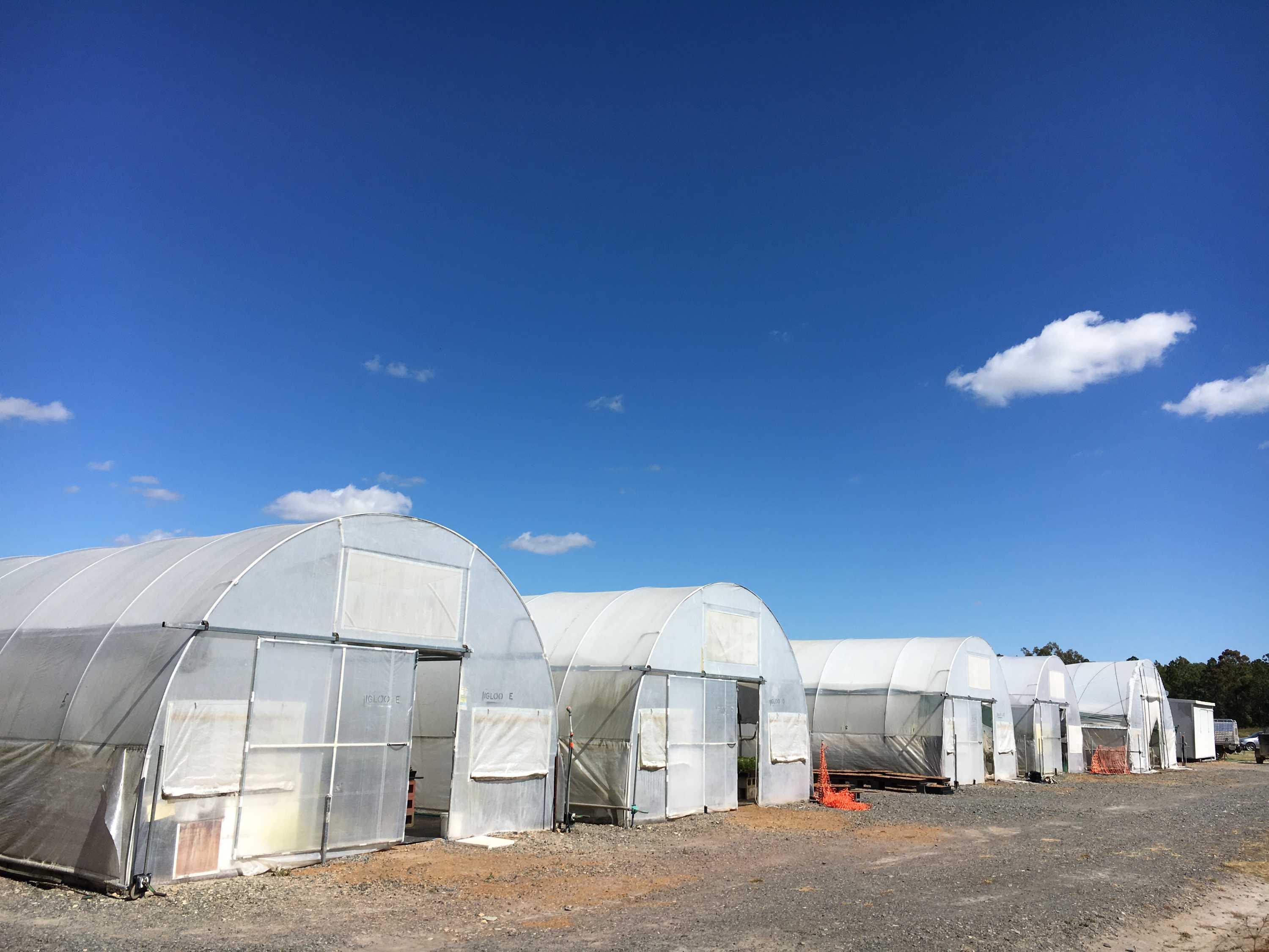 Biological war safeguards crops as predatory bugs go to work - ABC News