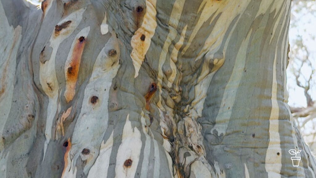 Snow Gums - Gardening Australia