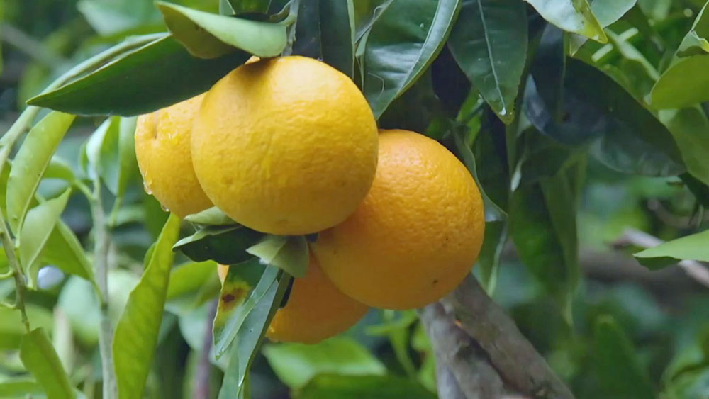 Harvesting Citrus - Gardening Australia