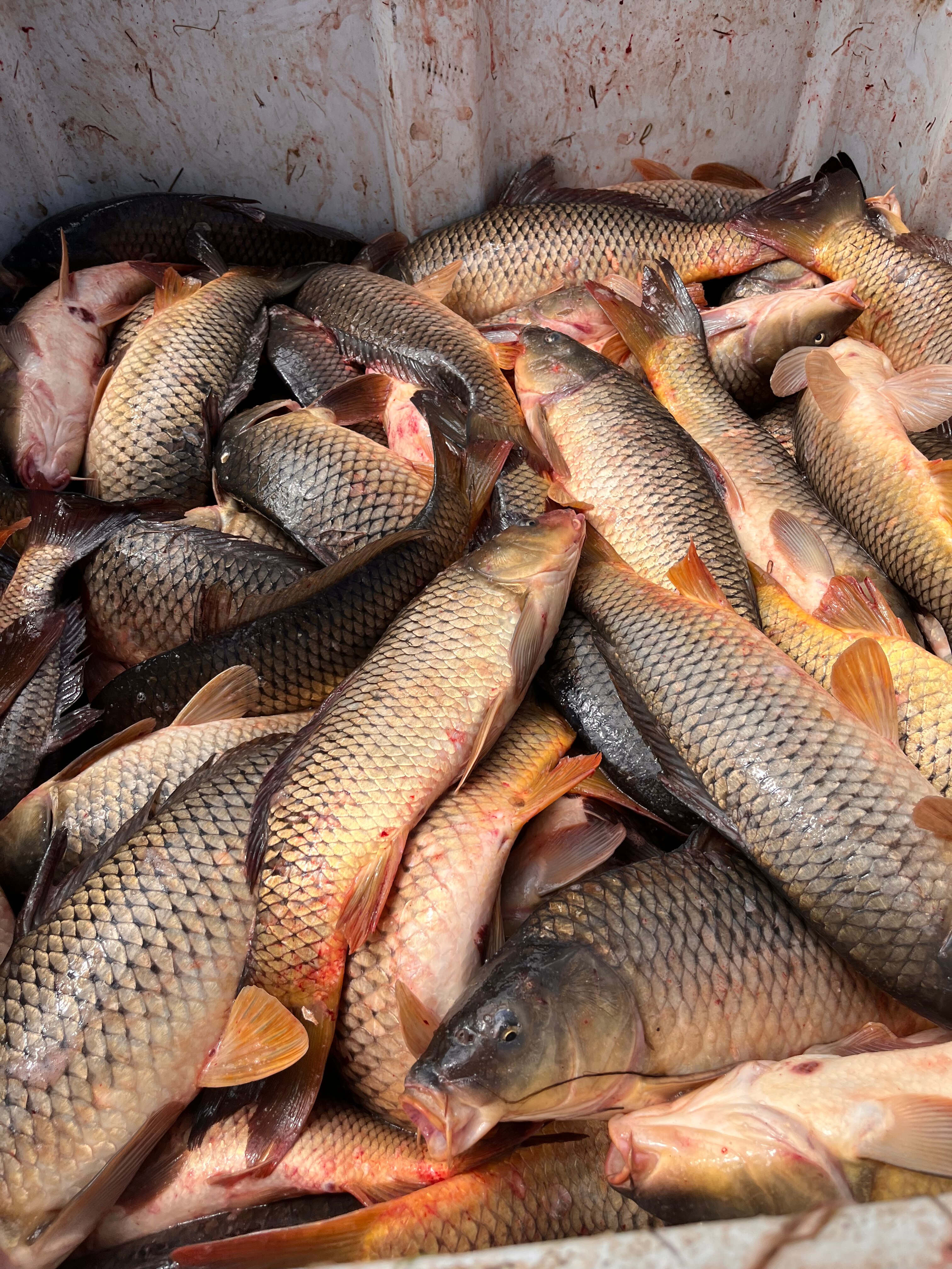 Electro-stunning deployed to zap carp as wait for viral weapon ...