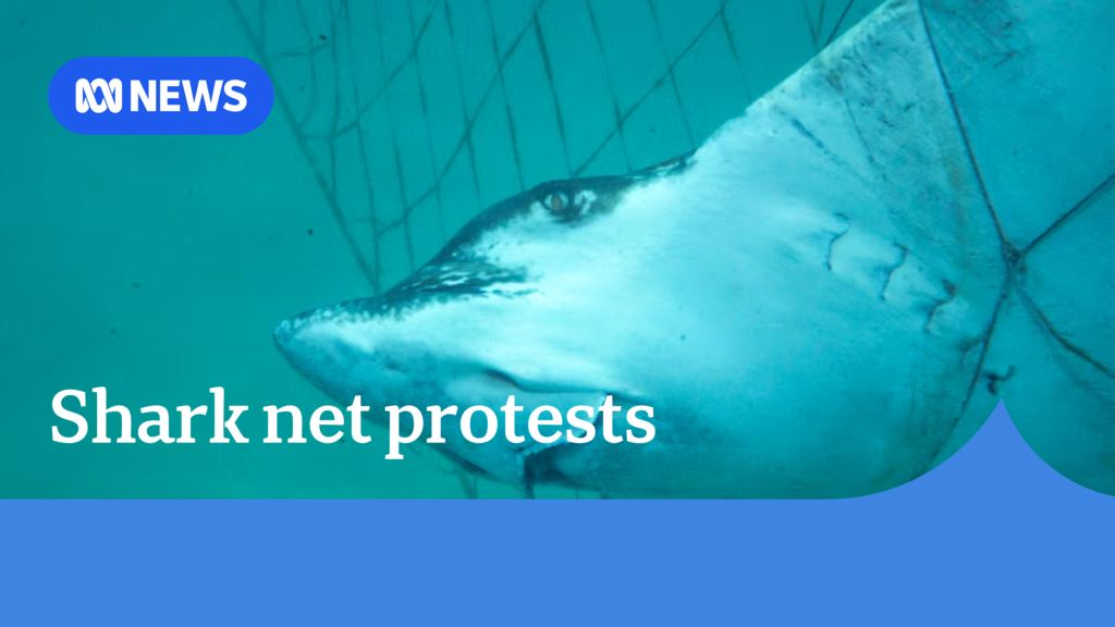Shark nets installed at more than 50 beaches across New South Wales ...
