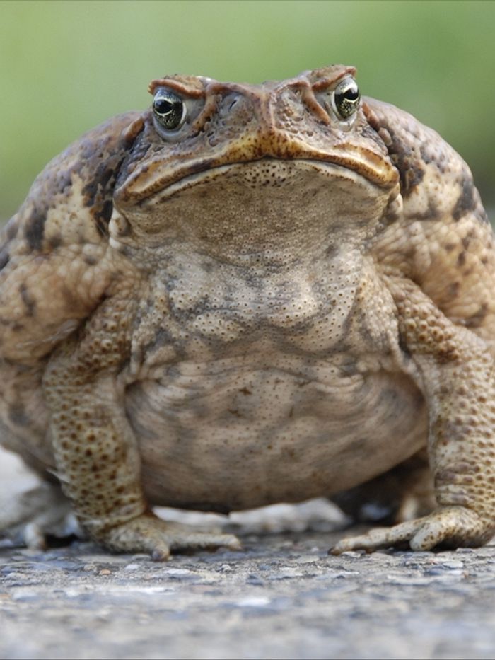 Giant cane toad found at Toormina - ABC News