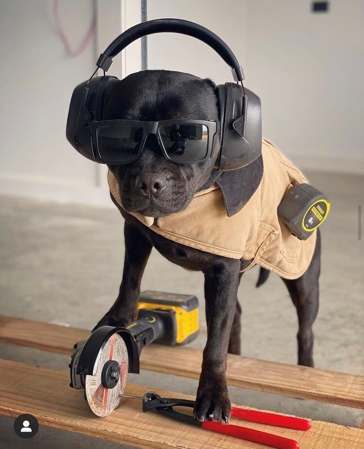 'Staffy sensation': Brixton, 'the Tool Dog' from Ocean Grove, is now an ...