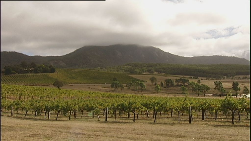 Grampians vineyards escape smoke taint from bushfires - ABC News