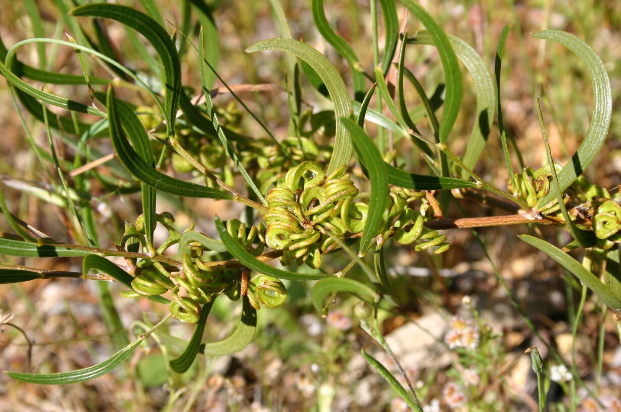 Prescribed burning used to help save WA's endangered spiral-fruited ...