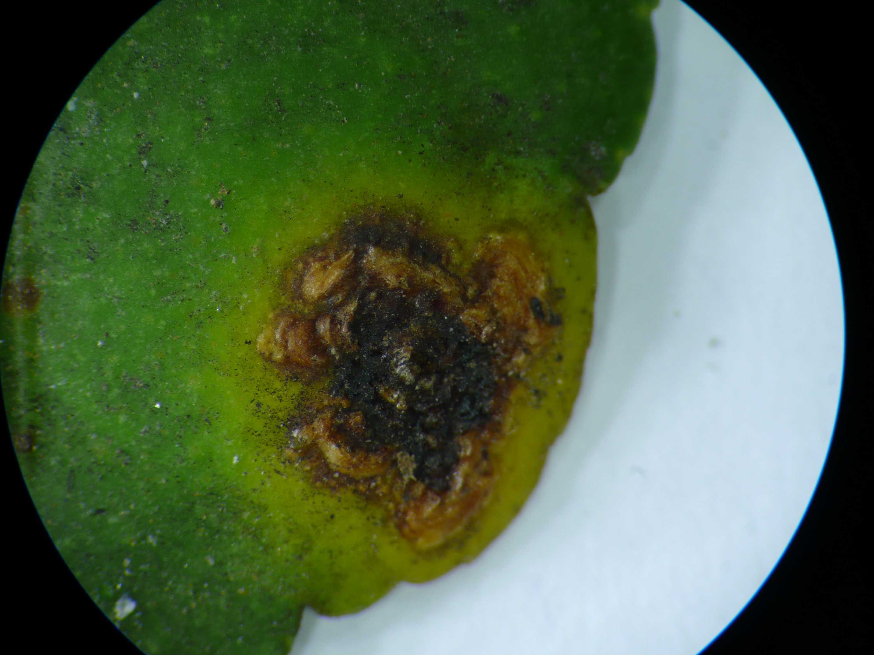 Citrus canker found on lime tree in Darwin suburb of Durack - ABC listen