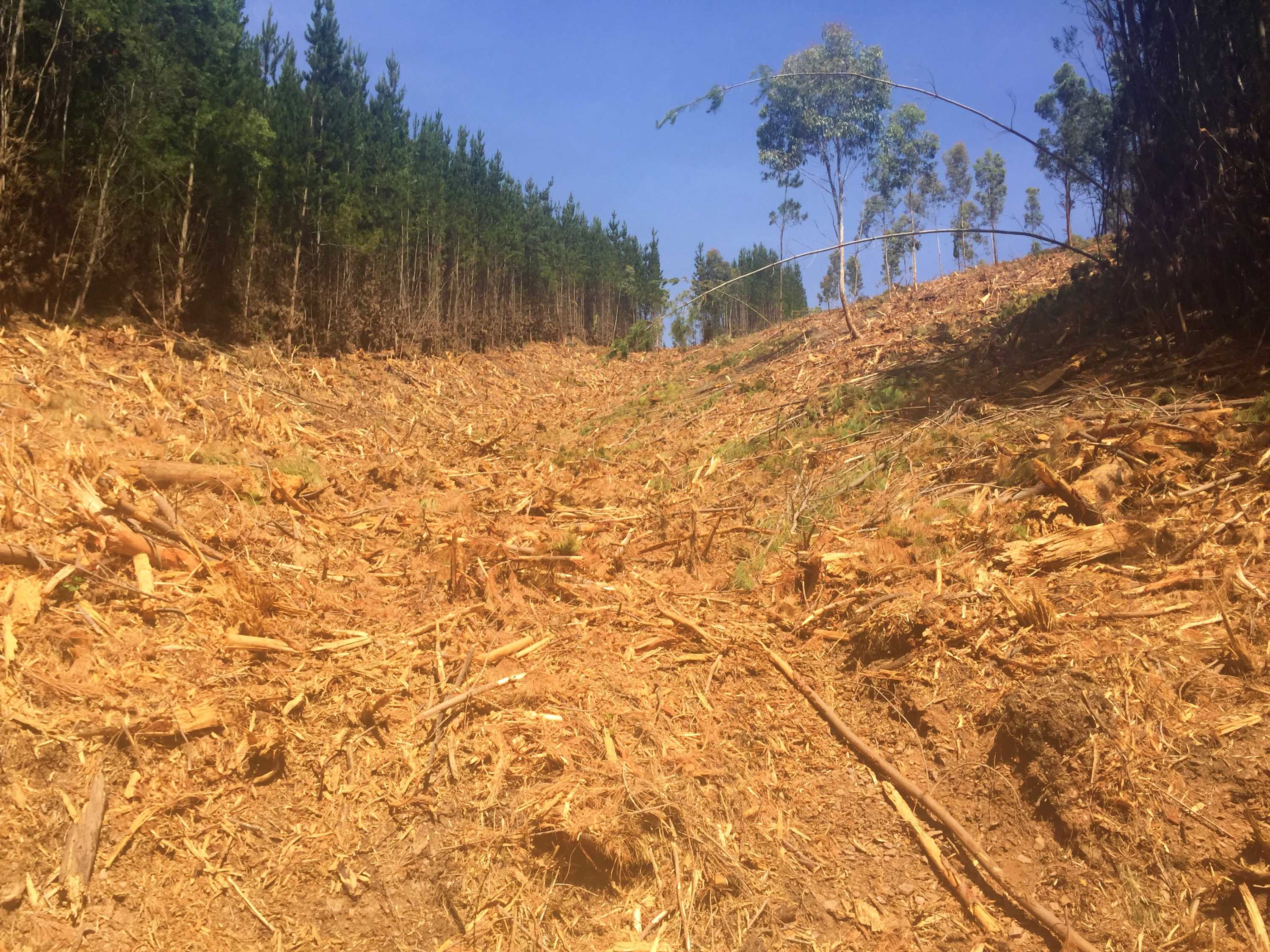 Pine forests cleared to prevent repeat of Canberra's worst bushfires ...