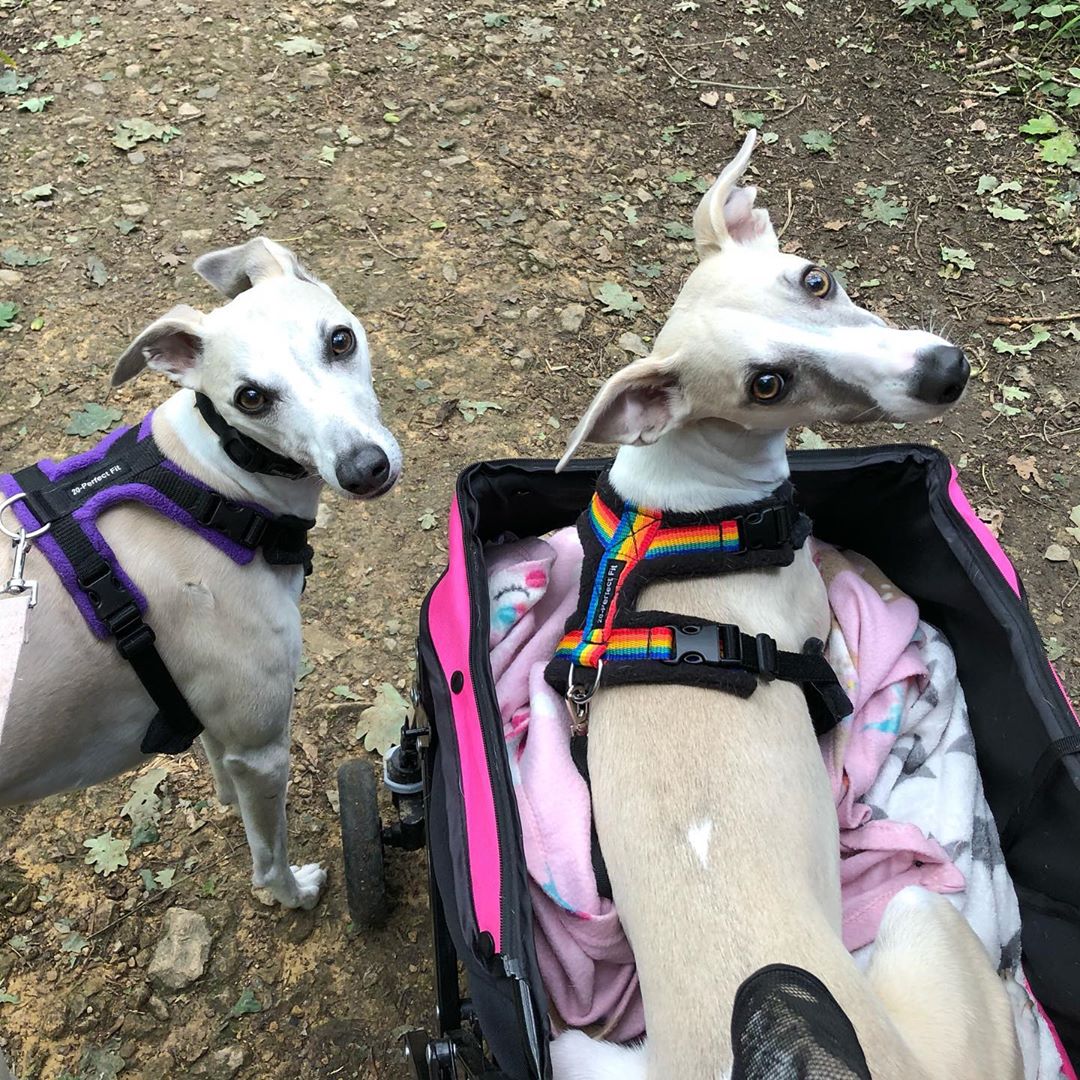 Dog prams are a thing. Here's why you might see some fur babies putting ...