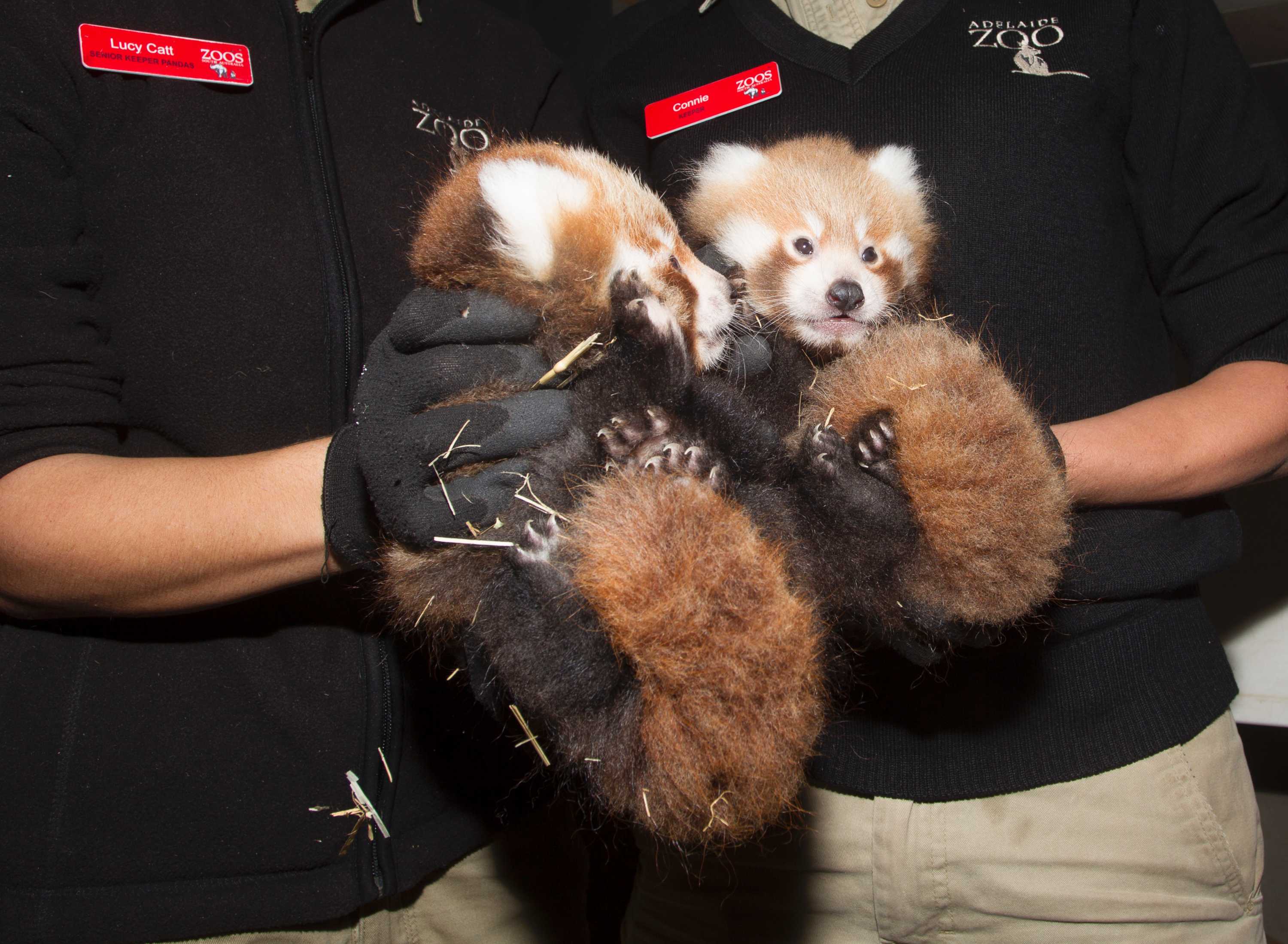 Red panda births surprise Adelaide Zoo staff - ABC News