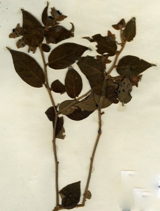 The other Polish explorer - ABC listen