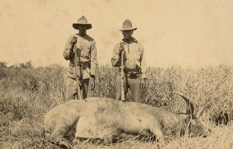 Both a pest and icon: A brief history of the buffalo in the Top End ...