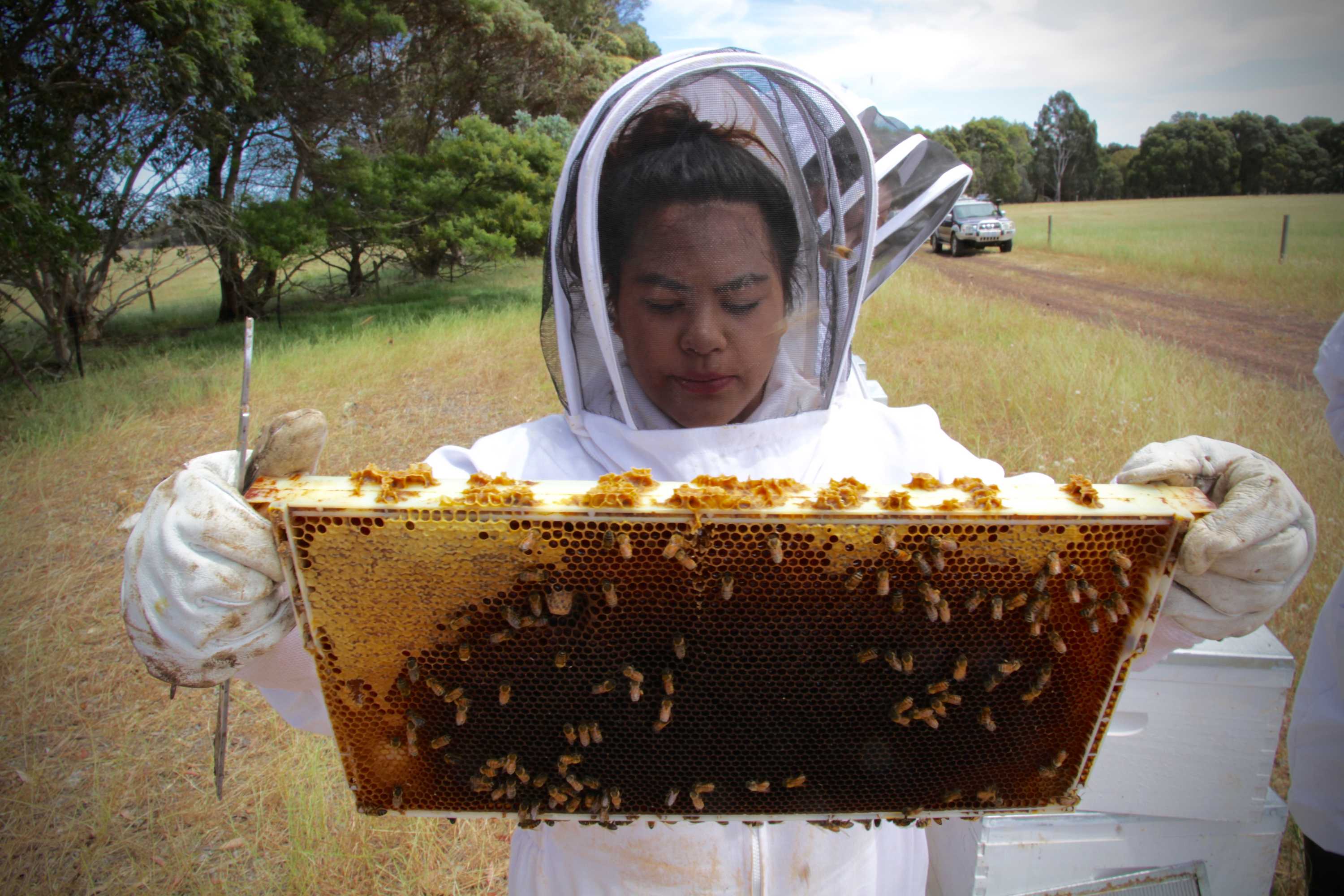 WA beekeeper program facing axe despite sweet success for youth ...