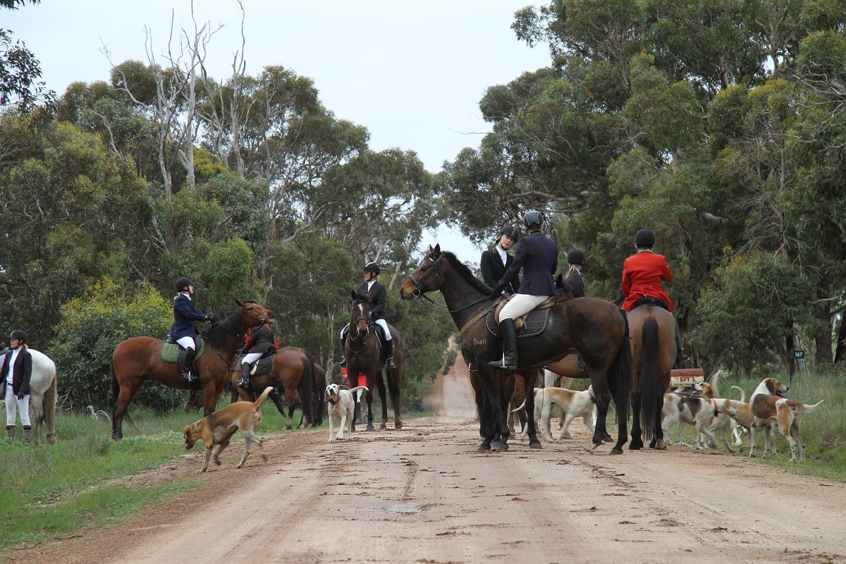WA's last fox hunting club has uncertain future but still in demand ...