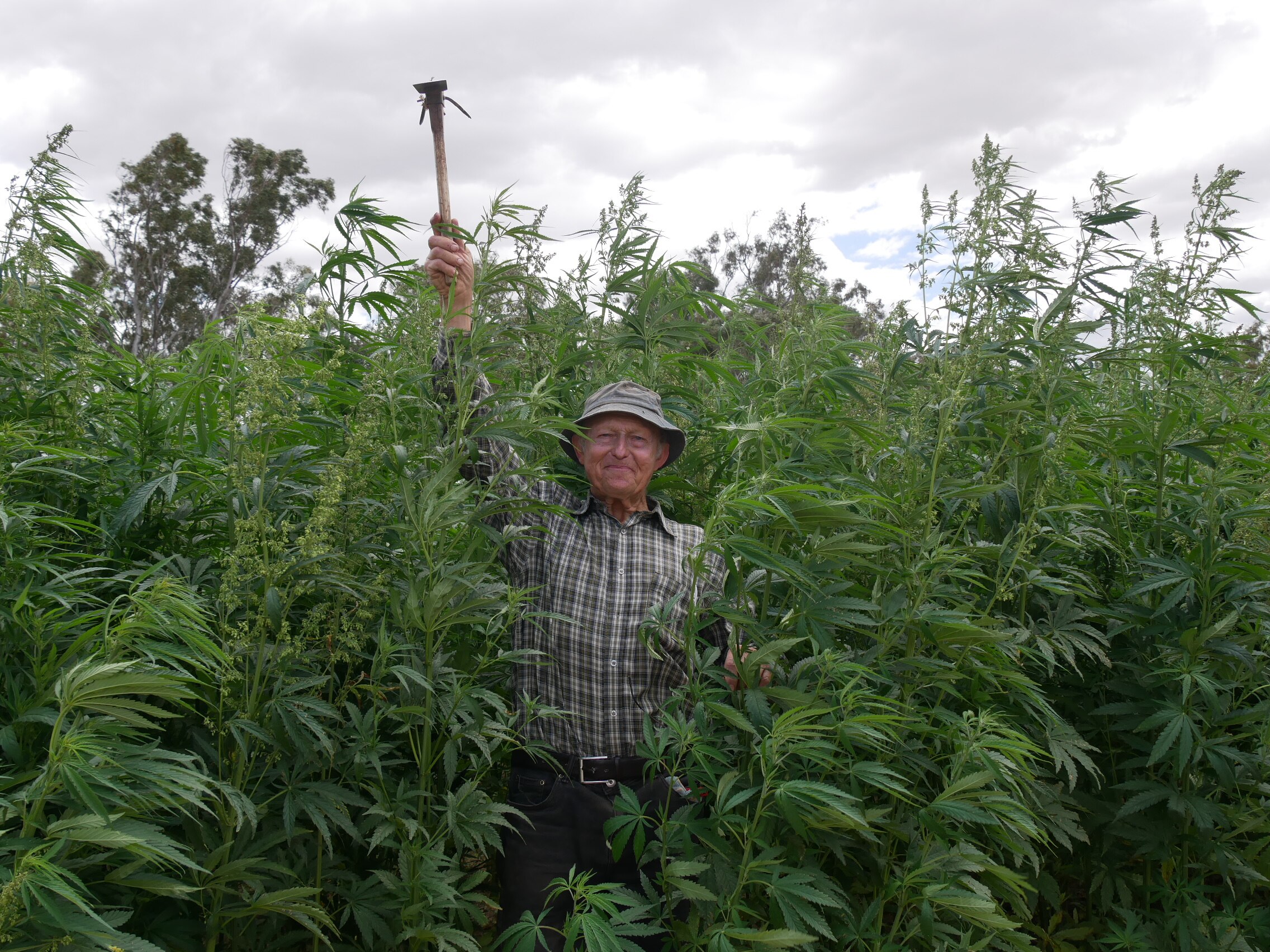 Industrial hemp crop trial gives new hope for Australian industry - ABC ...
