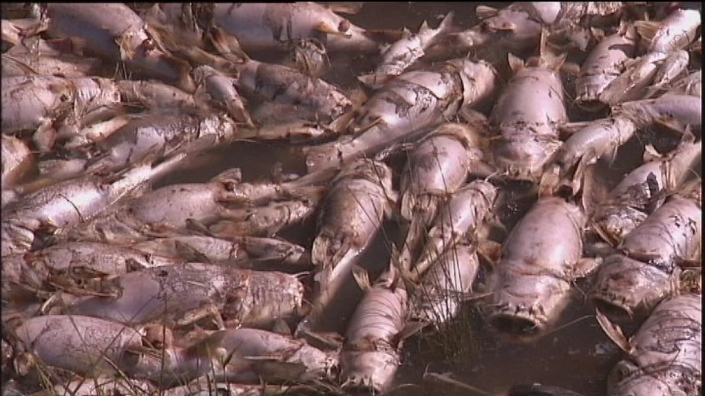 Yaamba - 4704 - Location - ABC News