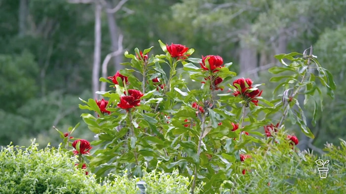 Cool Climate Classics - Gardening Australia
