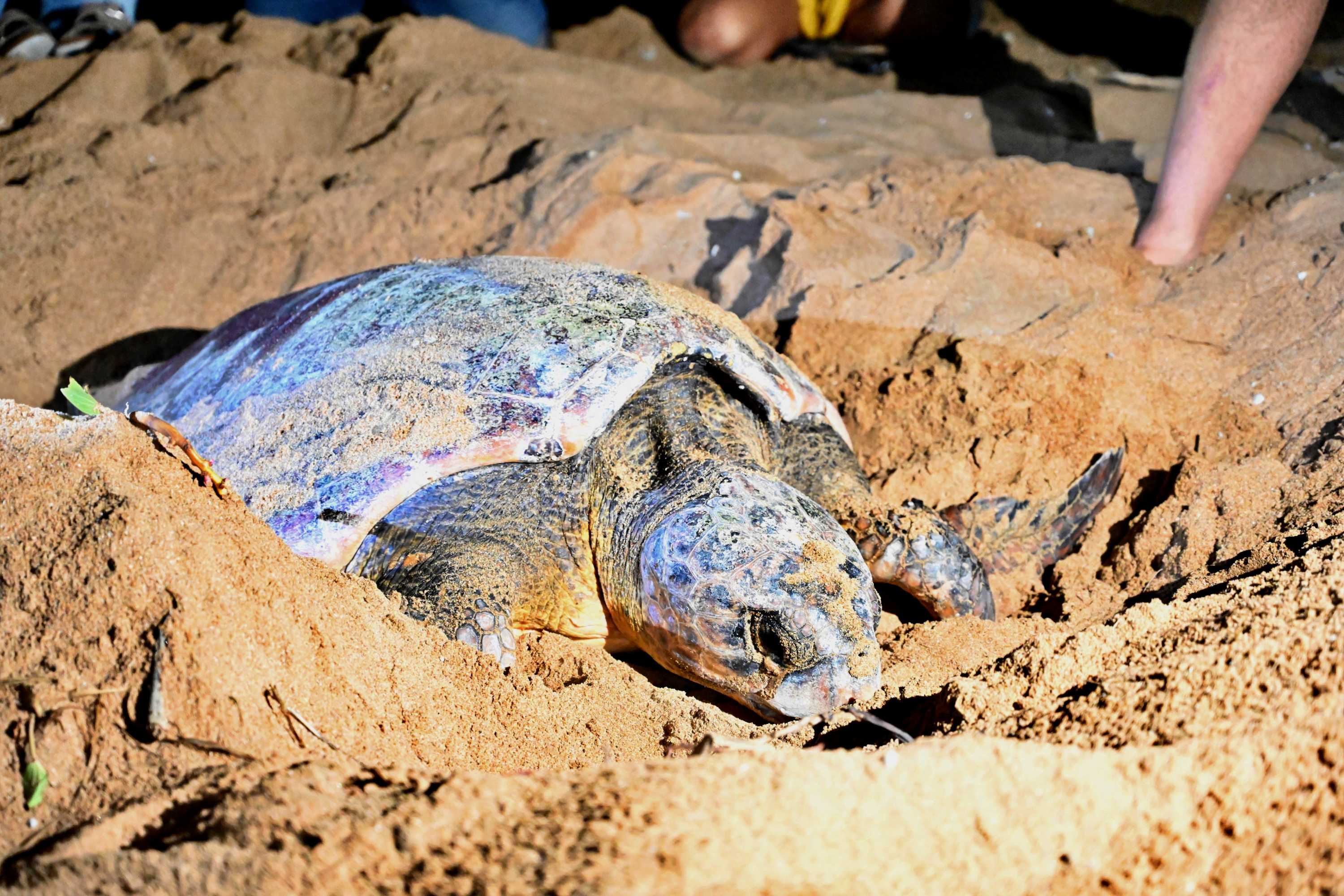 12,000 on waitlist for famous Mon Repos turtle encounter near Bundaberg ...