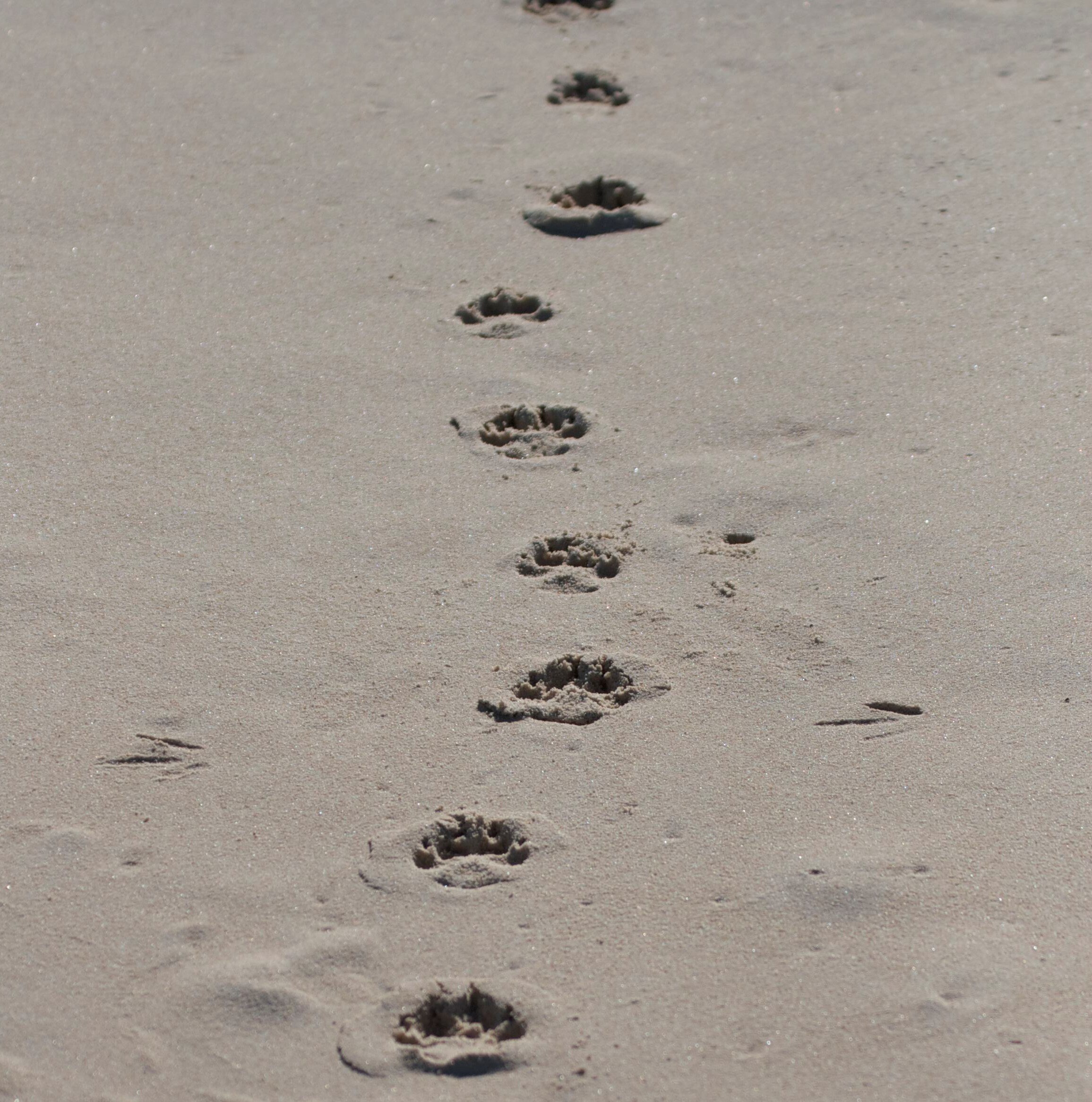 How much of a dog is a dingo? New research rekindles identity debate ...