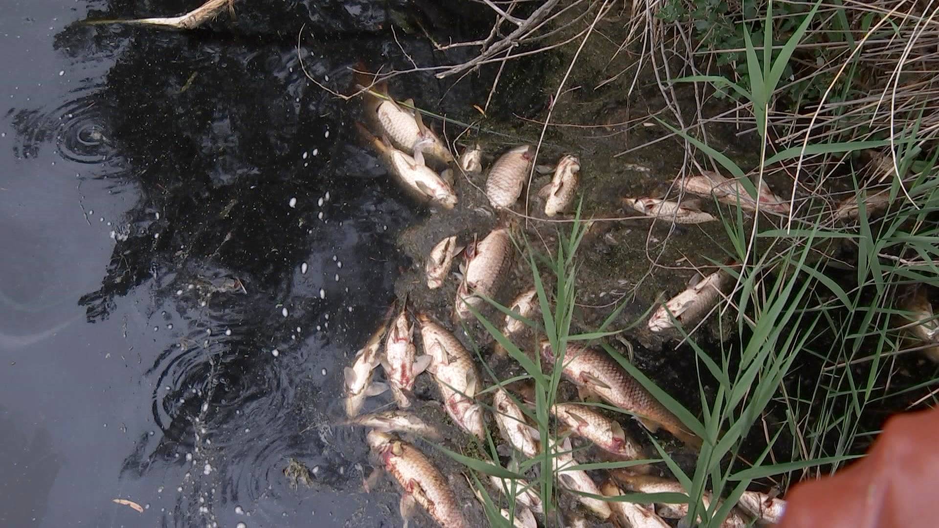 Dead fish at River Torrens weir likely the result of rain rather than ...