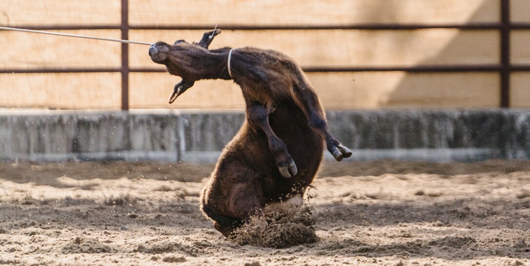 Rodeo sport of calf roping causes stress, fear and should be banned ...