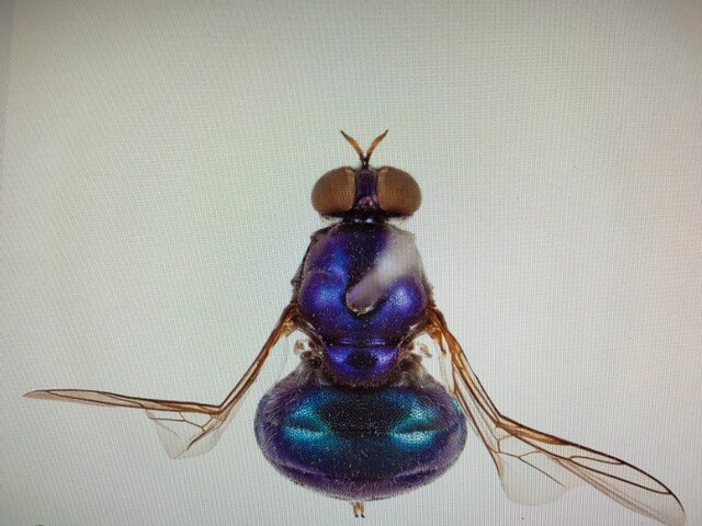 The Fly Guy: What's to love about the pesky fly - ABC listen