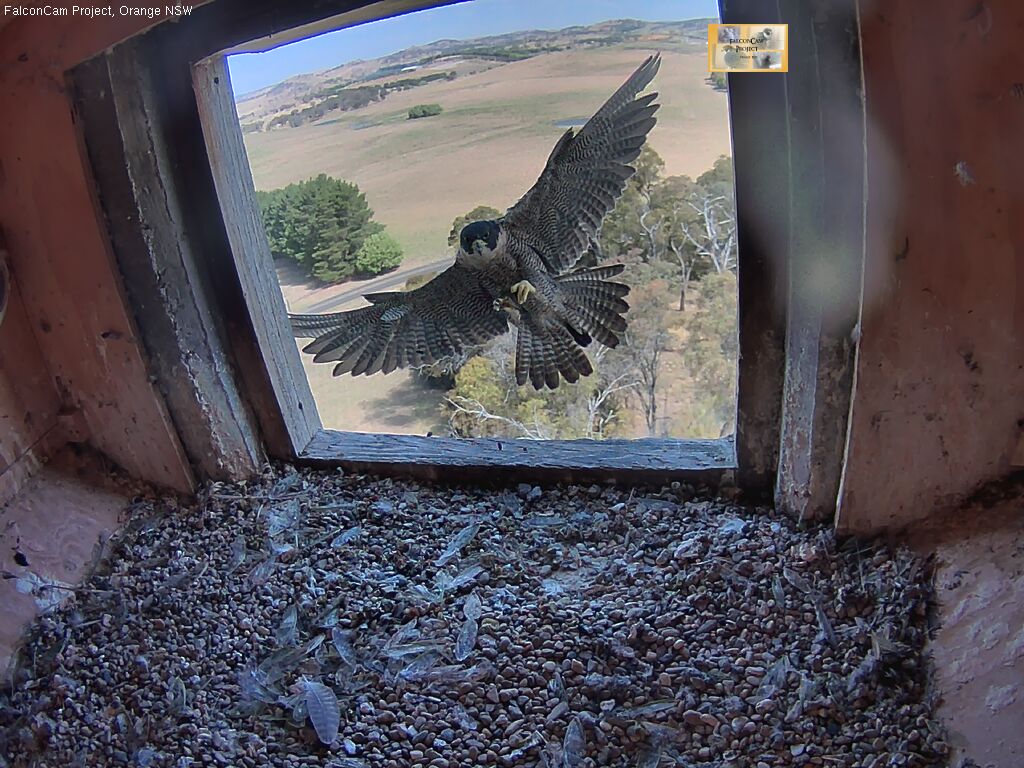 'FalconCam' captures moment peregrine falcon chicks hatch in NSW water ...