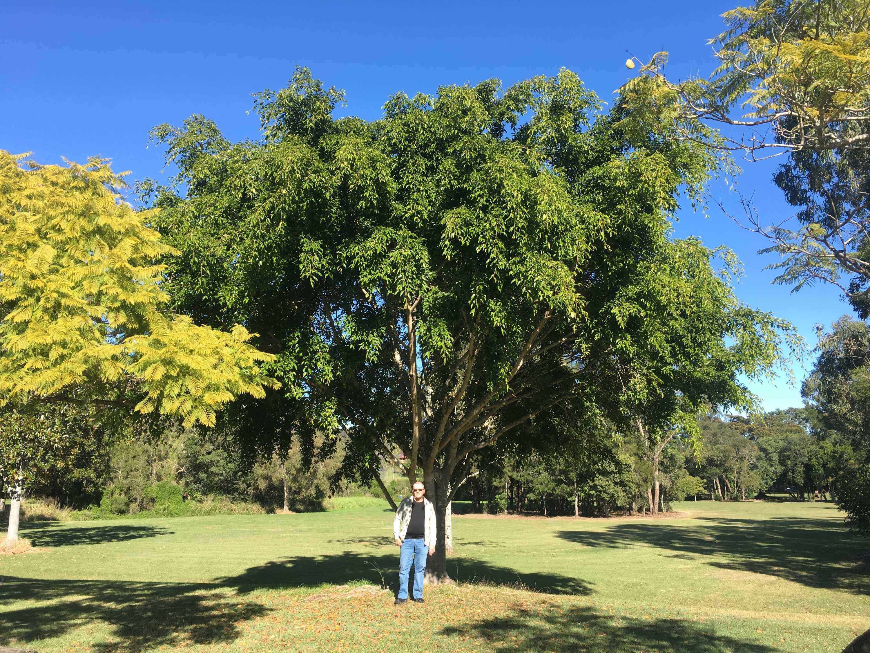 A Weeping Fig in Fig Tree Pocket - ABC listen