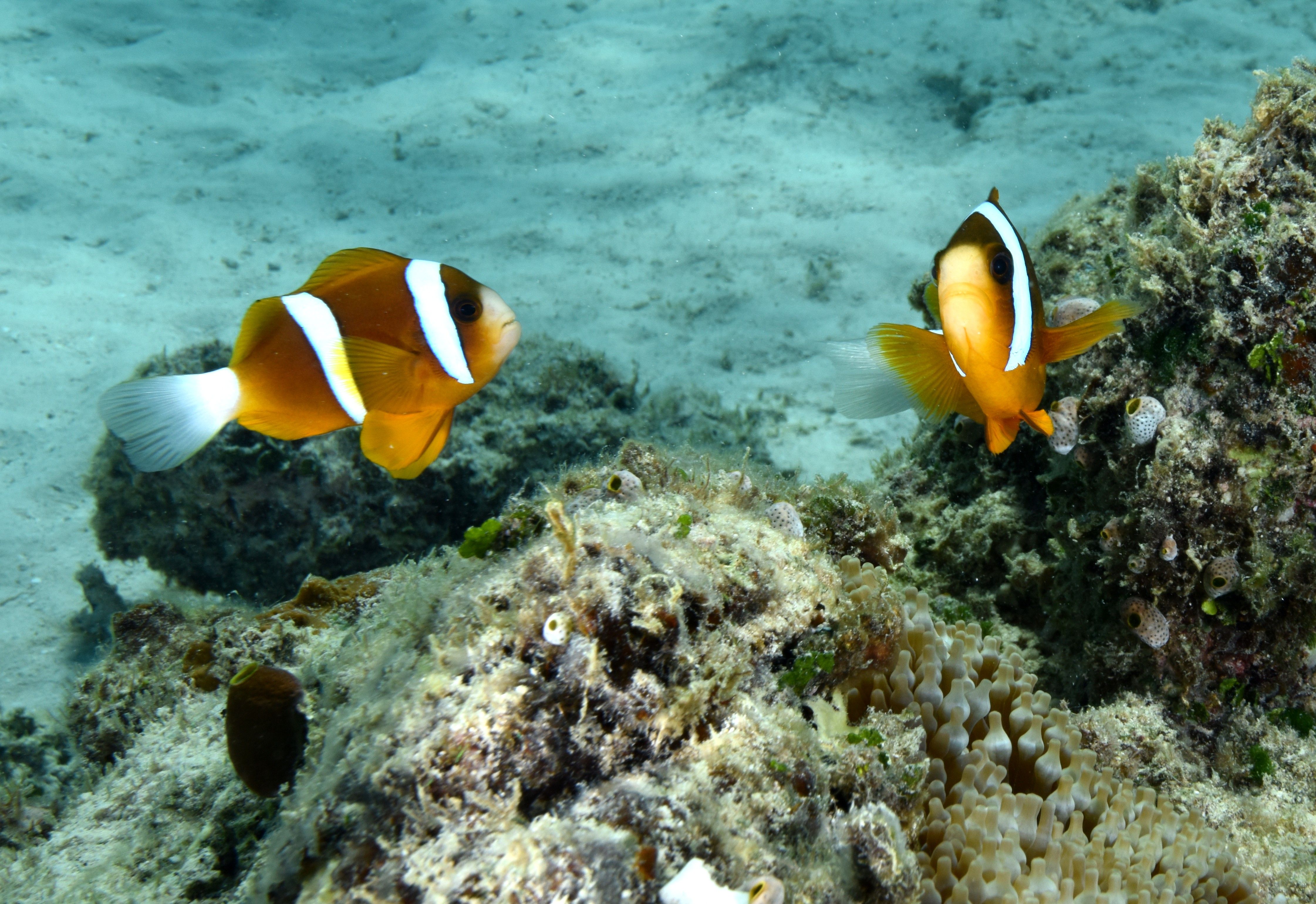Researchers find colourful stripes of clownfish may help separate the ...